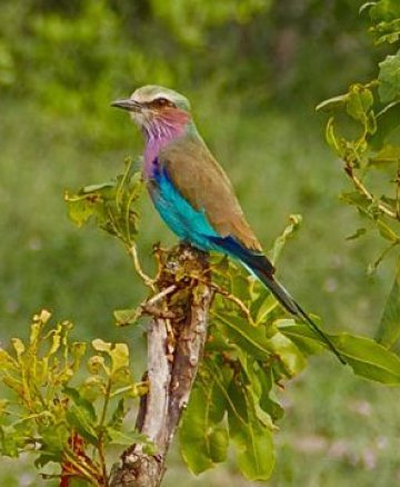 Homepage | Camp Kwando